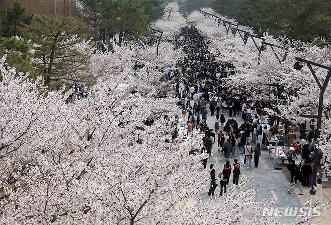 부경대 벚꽃축제 북새통