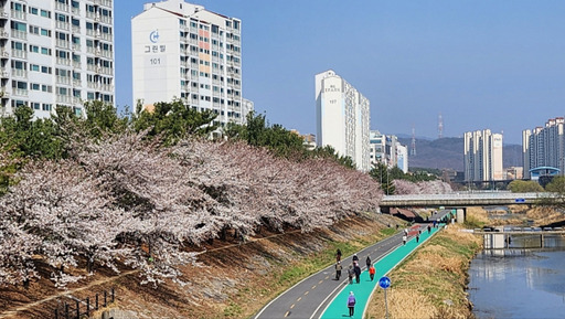 의정부 중랑천 벚꽃 ‘활짝 주말 걷기대회 오셔서 꽃구경도 하세요”
