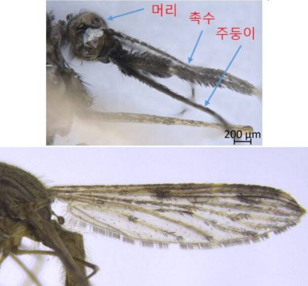 캠핑장 낚시터서 말라리아 매개모기 주의해야