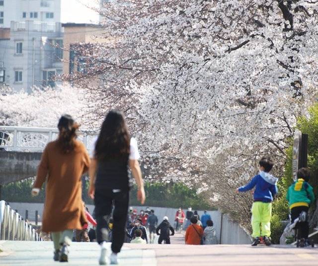 ‘오감 만족 벚꽃 축제 마스크 벗고 활짝 웃어요