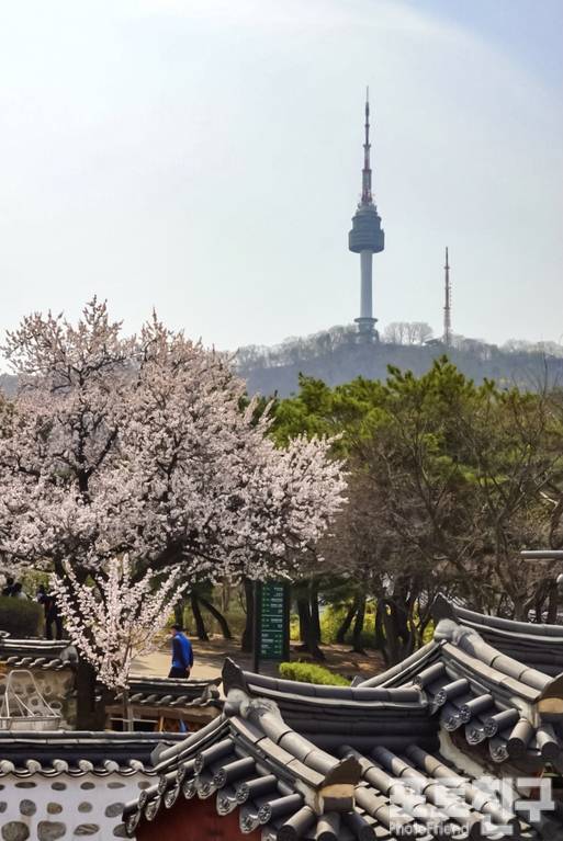 포토친구 남산골 한옥마을의 봄