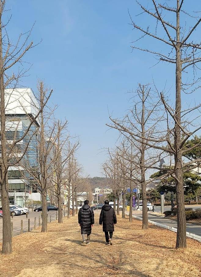 안산시청 앞 도로변 녹지공간에 가로 숲길 조성