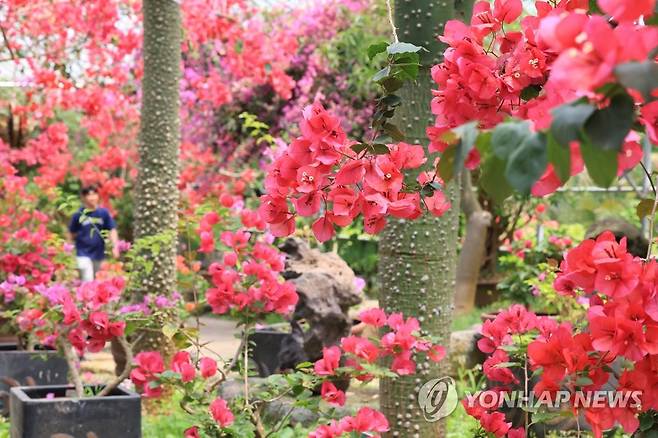 한림공원 부겐빌레아 꽃 활짝