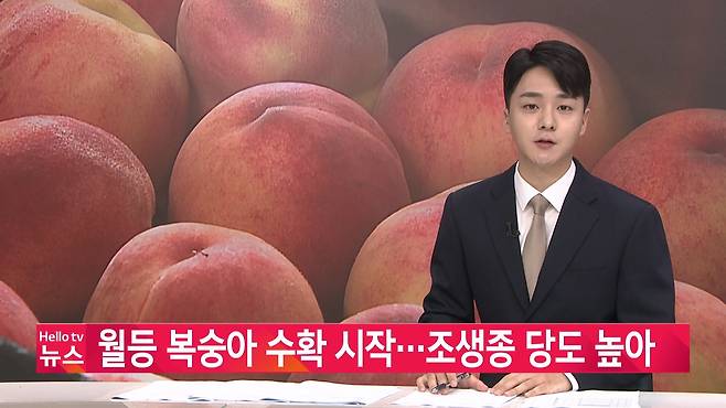 월등 복숭아 수확 시작당도 13brix 지역연구소 지랩