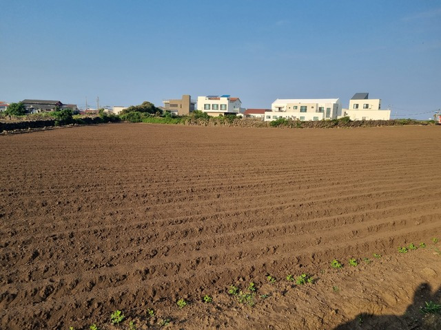 말라죽는 제주 우도땅콩원인 몰라 농가 ‘답답