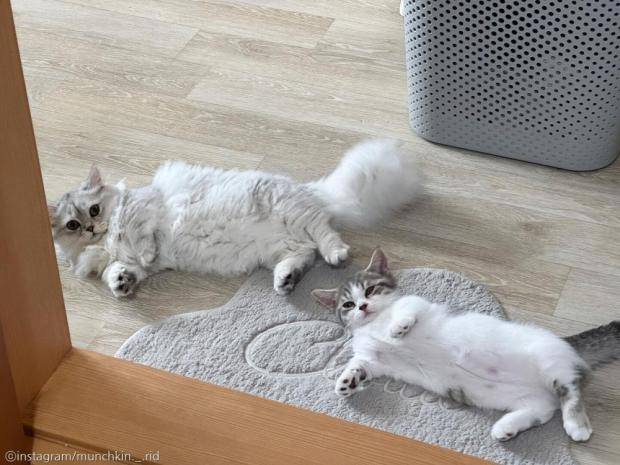 세상 아무 걱정 없이 배 까고 자는 고양이 경계심 제로 노트펫