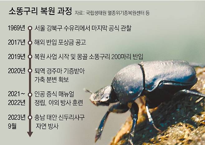 ‘멸종 50년만에 소똥구리 돌아왔다