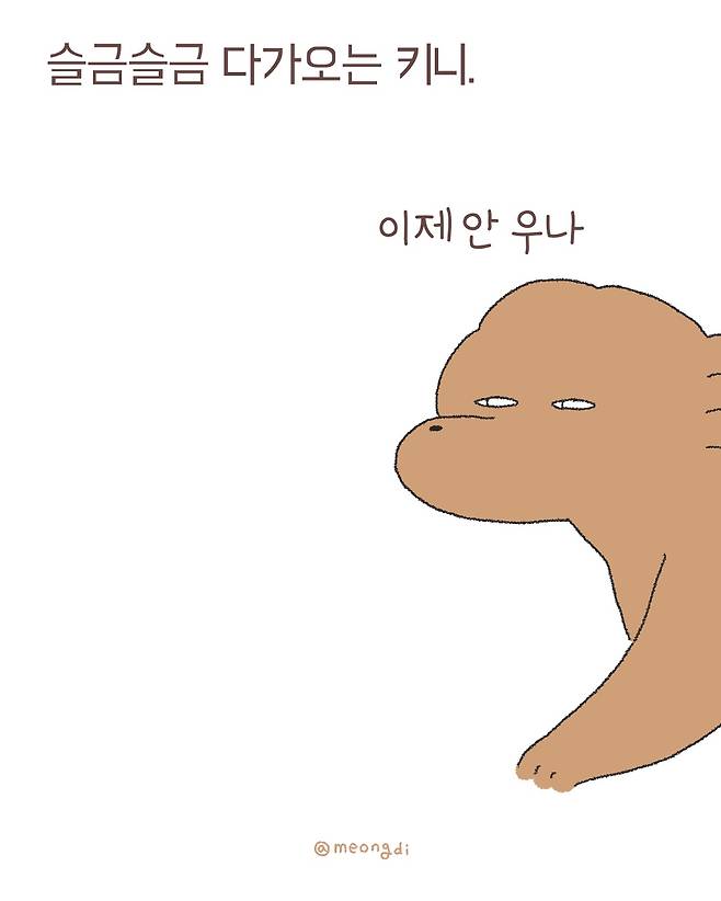 귀 활짝 열고 자는 강아지 키니일기
