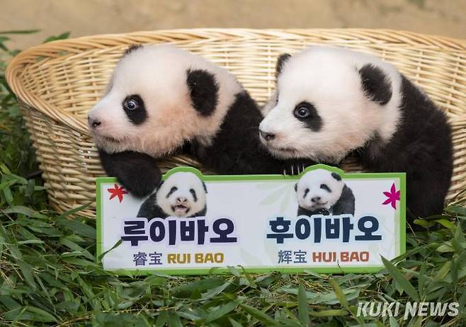 쌍둥이 판다 루이바오 후이바오 공개 쿠키포토