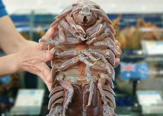 랍스타보다 더 맛있다는 ‘바다 바퀴벌레드실 수 있나요 신짜오 베트남