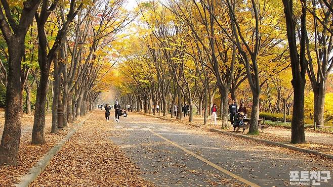 포토친구 인천대공원 단풍터널