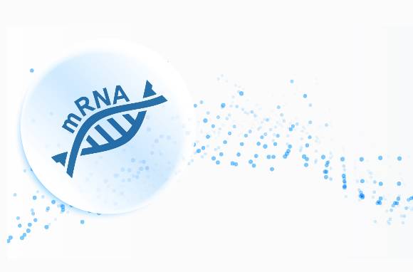 Mrna 백신 개발 앞서가는 美·日 한국은 걸음마