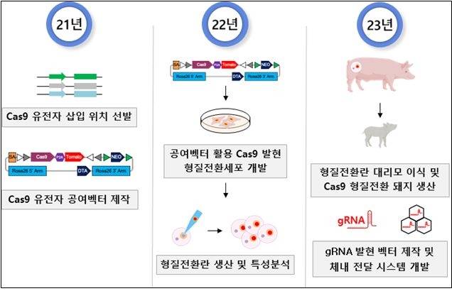 ‘살아있는 돼지 유전자 확인 기술 국내 최초 개발