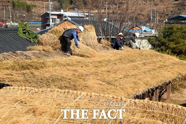의령군 전통가옥 초가지붕 이엉 잇기 한창