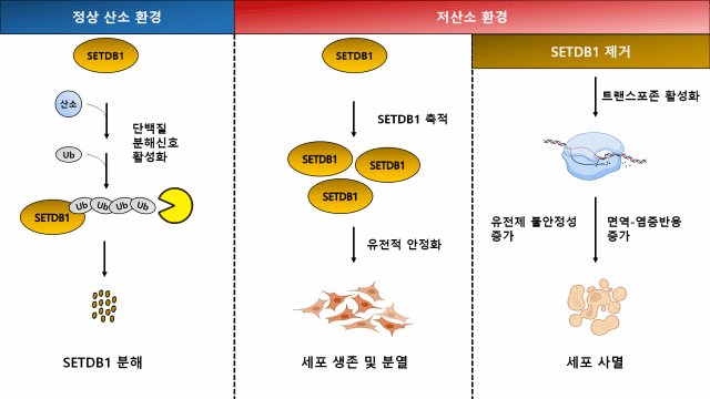 저산소 환경에서 버티는 암세포 잡을 방법 찾았다