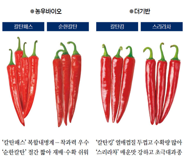 2024 고추 종자 지상전 재배 줄고 기상이변 심화복합내병충성·다수확 품종 ‘대세