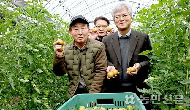 수확 기준 바꾼 ‘대저토마토 명품자리 지킨다