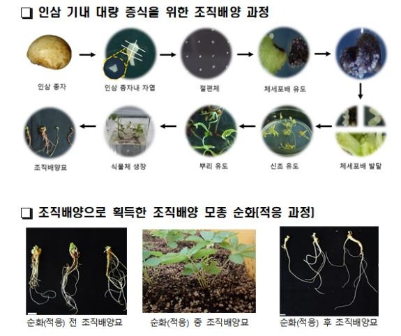 인삼 종자 대량 증식 기술 개발종자 생산기간 4년→1년 단축