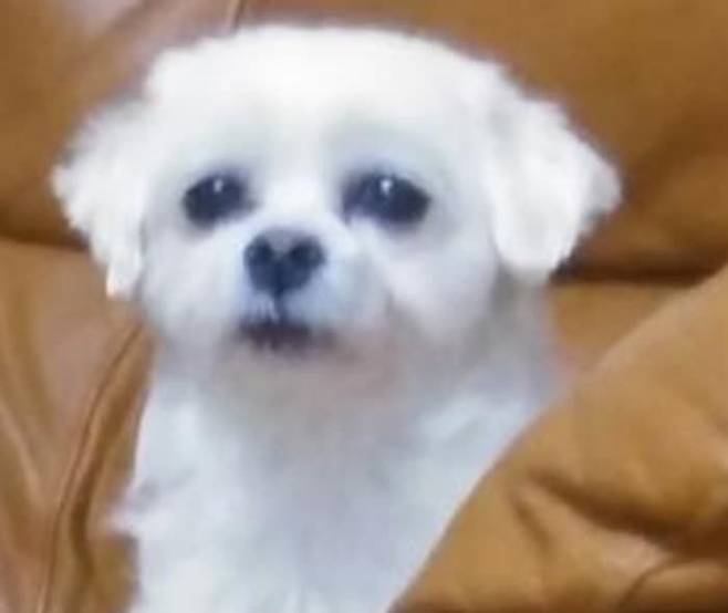 분명 작고 귀여웠던 동생이 어느새 자기보다 덩치 커져 있자 당황한 형아 말티즈 애니멀 플래닛