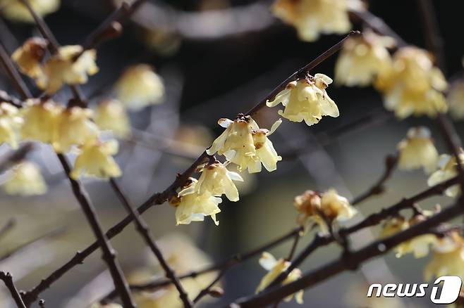 봄의 전령사 황금 매화꽃 꽃망울 터뜨려 화보