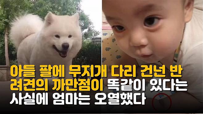 버섯 밑으로 쪼르르 들어가서 갑자기 내린 소나기 피하는 중인 아기 올빼미 애니멀 플래닛