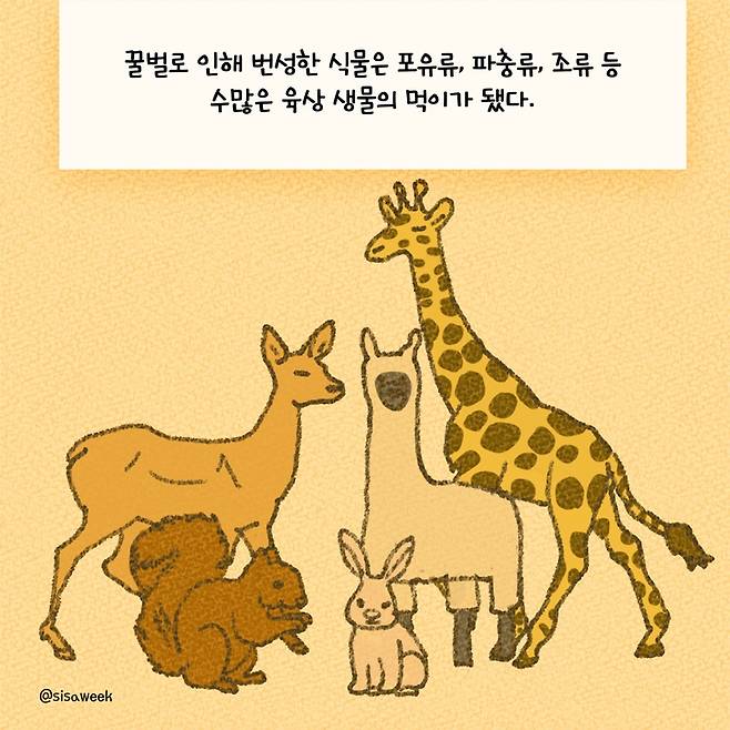 꿀벌이 사라지면 인류도 멸망한다 모리잇수다