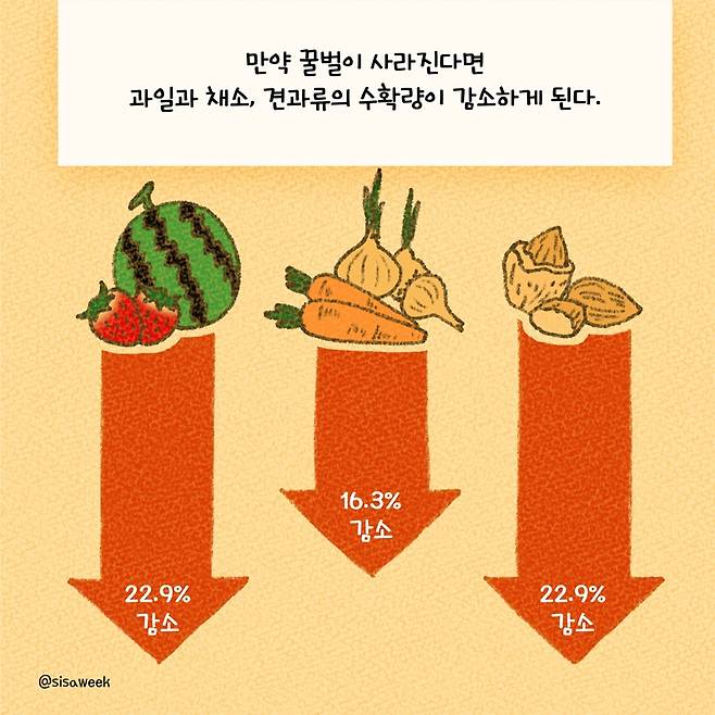 꿀벌이 사라지면 인류도 멸망한다 모리잇수다