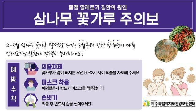 제주 봄철 삼나무 꽃가루 주의보알레르기 질환 원인