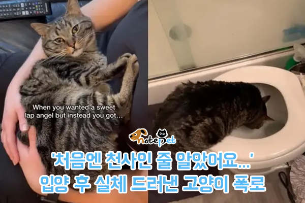 버려진 플라스틱 페트병 주운 호랑이환경보호 몸소 실천 중 노트펫
