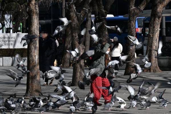 ‘꺅 저리가 혐오의 상징된 비둘기 ‘불임 먹이 제안도