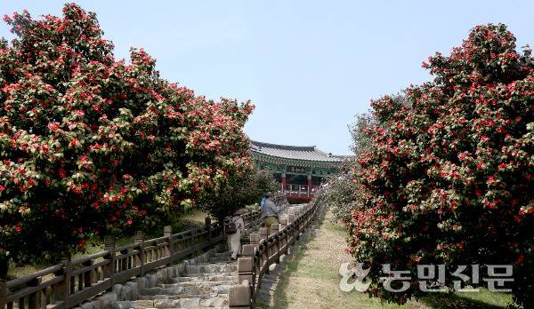 전국 동백꽃 명소는 붉은 숲길 난 백련사 쪽빛 바다 낀 동백정