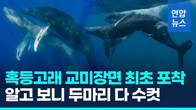 영상 혹등고래 교미 장면 최초 포착알고보니 동성애