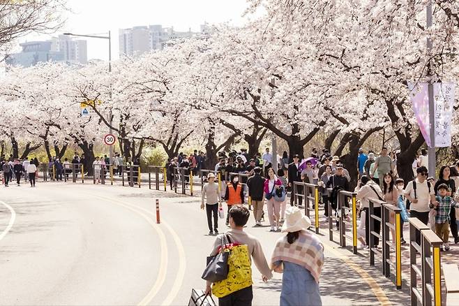 서둘러 찾아온 벚꽃29일부터 여의도 윤중로 봄꽃축제