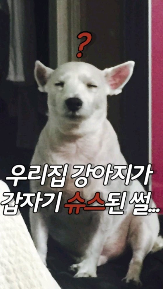 슈퍼스타 됐다 한소희가 올린 칼든 강아지 짤 주인 등판 나남뉴스
