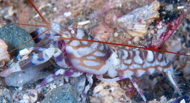 “바다가 따뜻해져서, 열대어종이 제주로”.. ‘딱총새우’ 국내 첫 확인