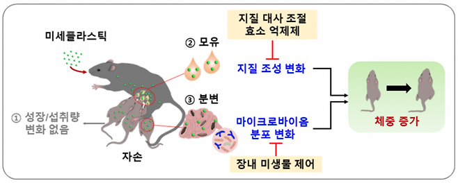 과학을읽다 초미세플라스틱 모유로 키운 아이 비만 유발