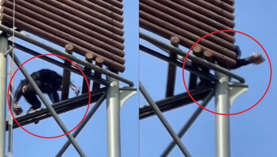 침팬지가 고릴라에 돌 집어던져 공격 포착서울대공원 이런 행동 처음”