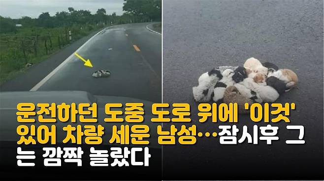 집사 품에 안겨서 사랑 받는 집고양이가 부러워 좀처럼 눈 못 떼는 길고양이의 눈빛 애니멀 플래닛