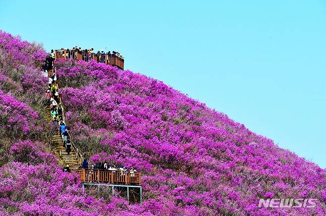 뉴시스 앵글 창원 천주산은 분홍빛 진달래꽃 물결 넘실넘실