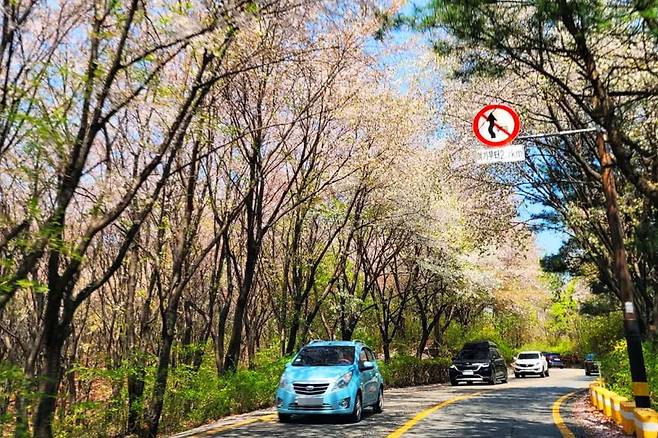 꽃피는 도로 위의 여정” 달리고 싶은 벚꽃 드라이브 코스 여행을말하다