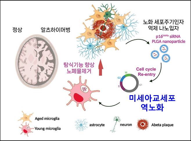 늙은 세포를 젊은 세포로 역노화 시켰더니” 난치성 치매 치료가능성 높였다
