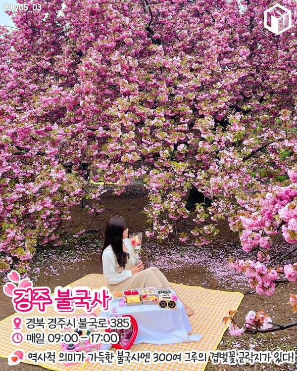 2024 겹벚꽃 명소 추천 Best8 겹벚꽃 개화시기 여행톡톡
