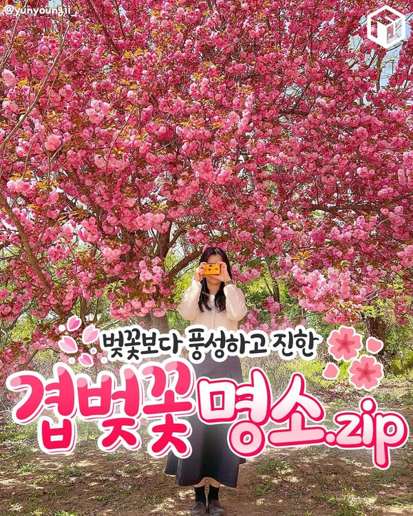 2024 겹벚꽃 명소 추천 Best8 겹벚꽃 개화시기 여행톡톡