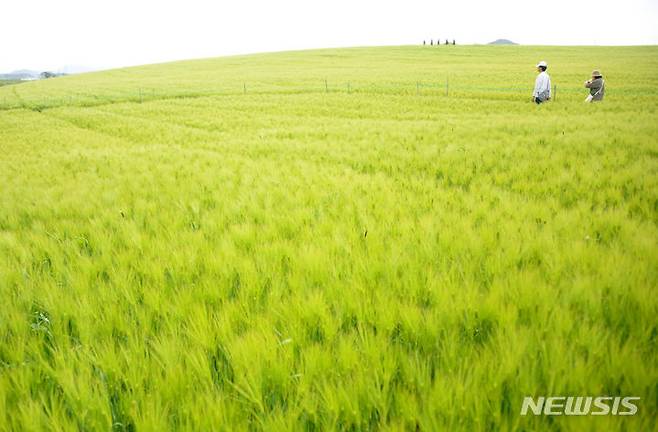 푸른 보리 가득한 고창청보리밭 축제
