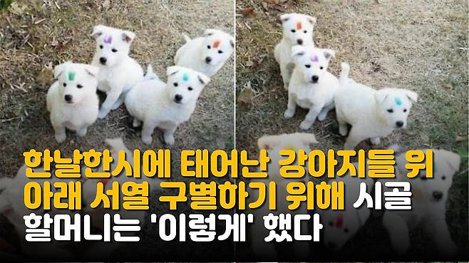 아들에게 강아지 훈련 영상 보고 있으라 했더니 강아지한테 보여주고 있네요 애니멀 플래닛