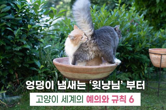 이웃냥과 싸우지 않기 위해 냥들이 꼭 지키는 암묵적 규칙 5 캣랩