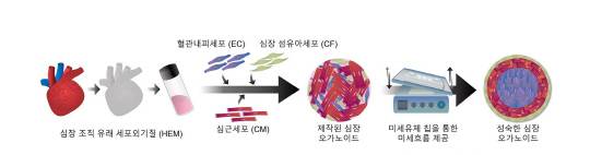 이식 가능한 `심장 오가노이드` 나올까심장 미세환경 구현한 `장기 유사체` 제작