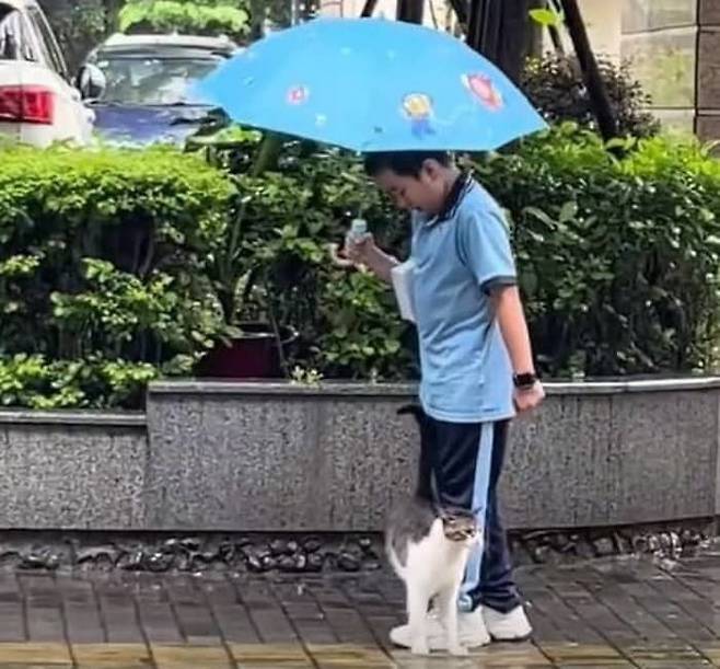 우산 쓰고 가다가 비 맞고 있는 길고양이 본 소년이 감기 걸릴까봐 걱정됐는지 한 행동 애니멀 플래닛