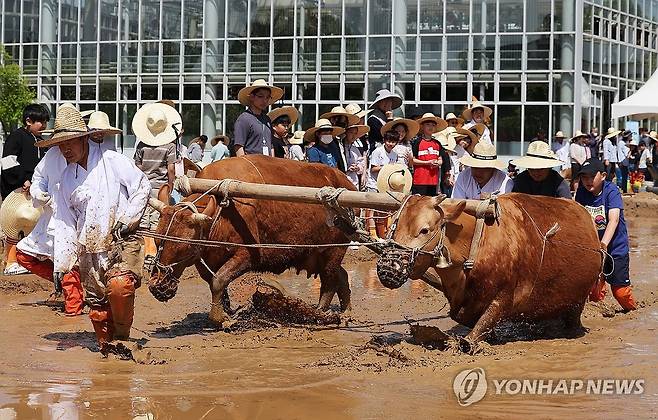 홍천겨리농경문화보존회 겨릿소 써레질 시연