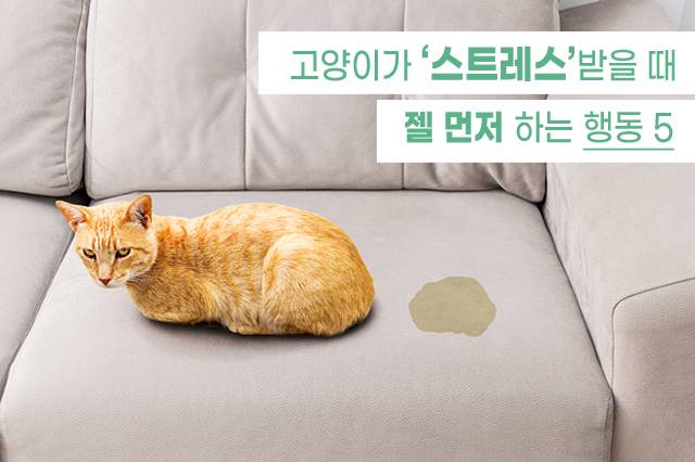 생명지수 바이탈사인 고양이 바이탈사인 4가지 캣랩